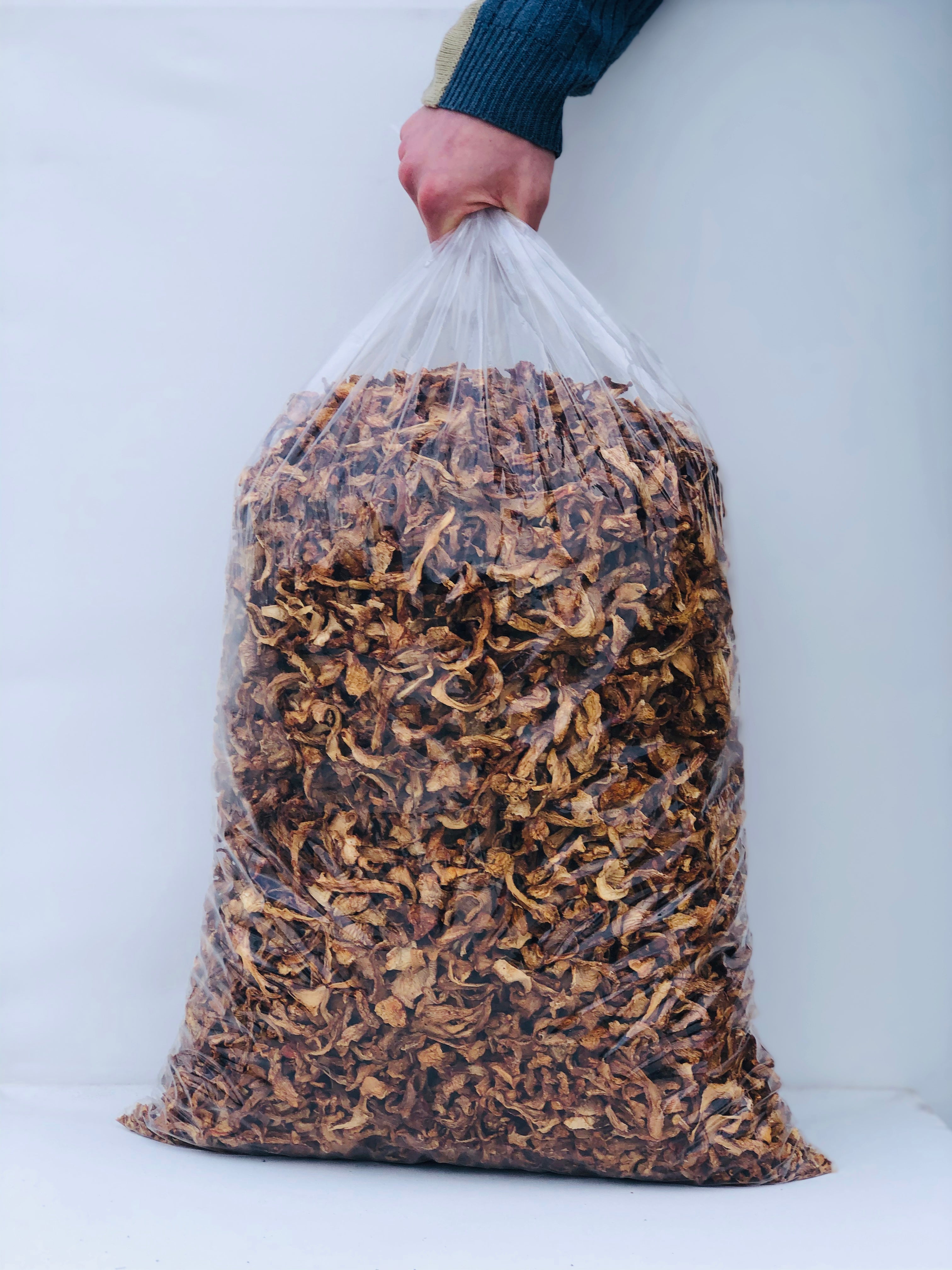 Chanterelles – Everything Wild by Scott Moran