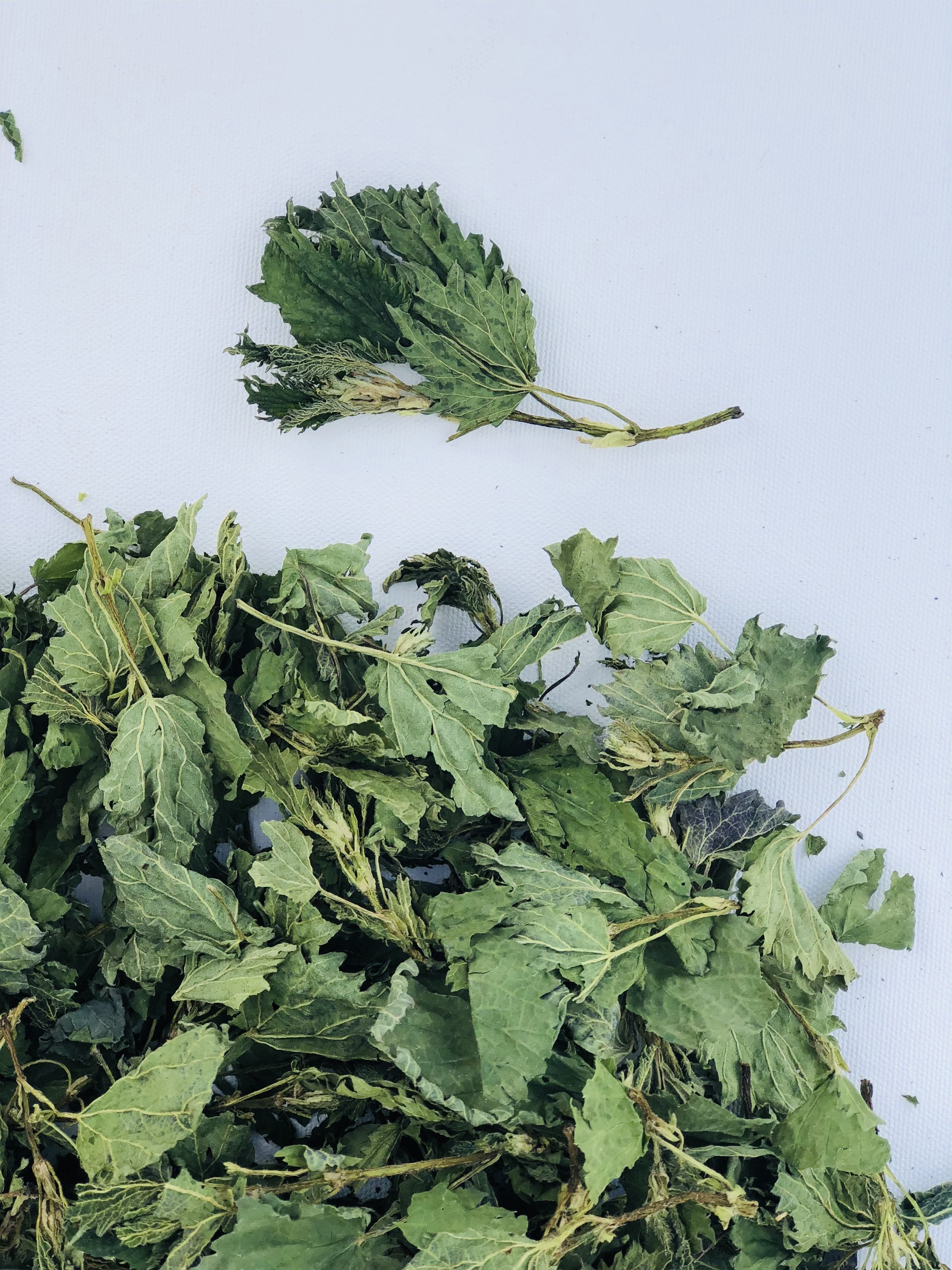 Nettle – Everything Wild by Scott Moran