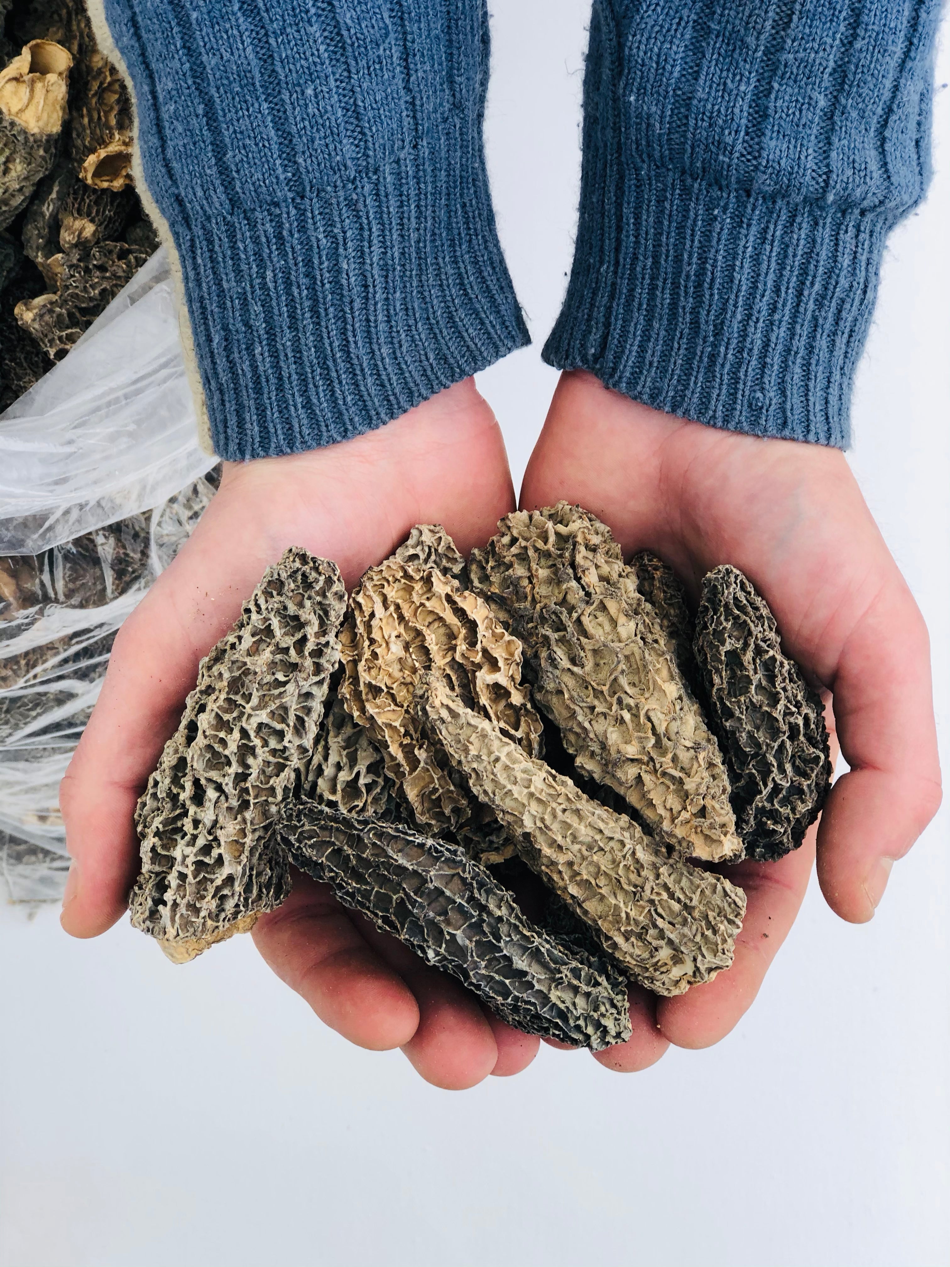 Morels – Everything Wild by Scott Moran